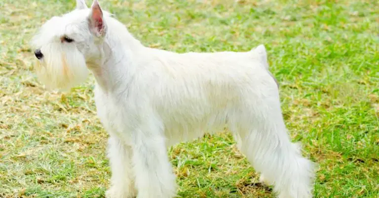 Are Schnauzers Terriers? - Schnauzer Expert