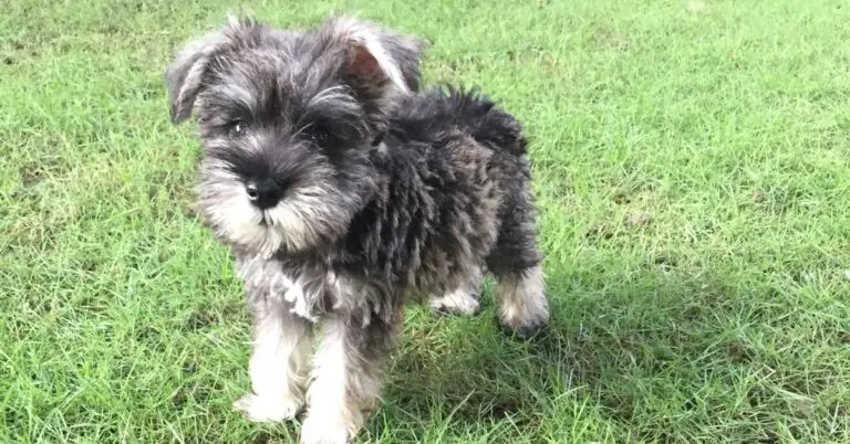 Are Schnauzers Born with Short Tails? - Schnauzer Expert