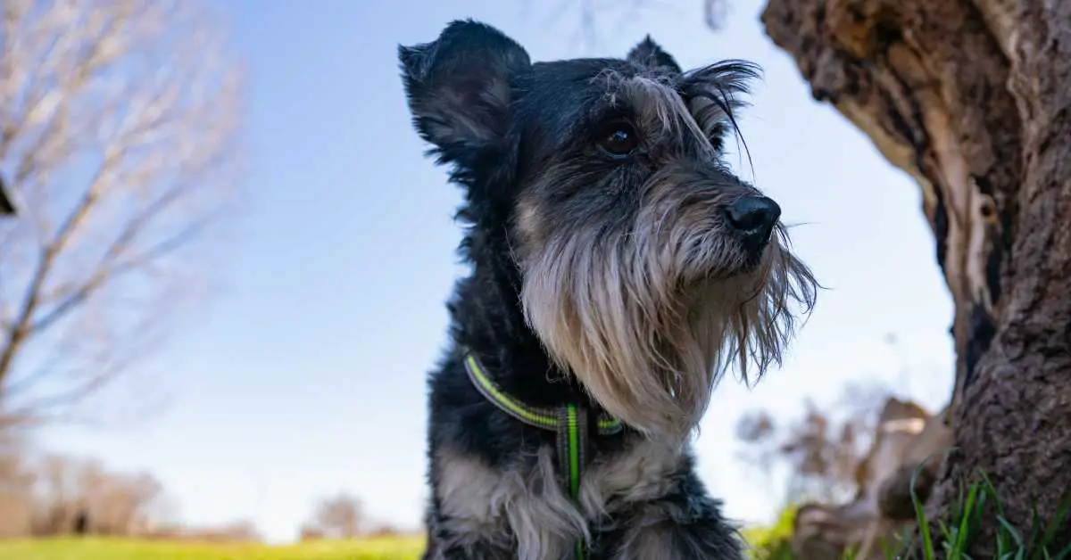 What Is The Rarest Schnauzer Color? You Won't Believe This - Schnauzer ...